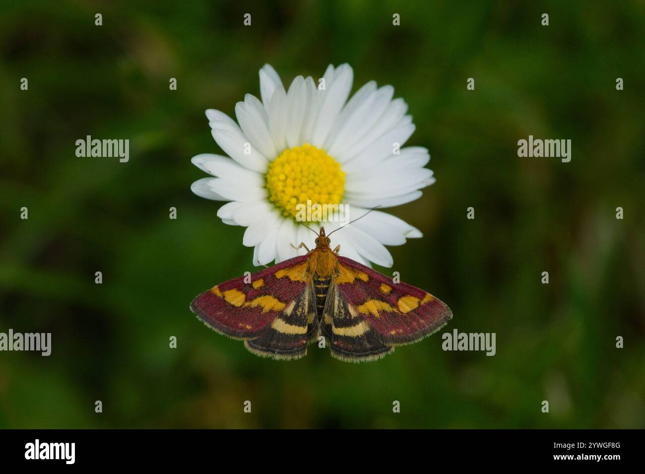 Common Crimson-and-gold Moth (Pyrausta purpuralis Stock Photo - Alamy
