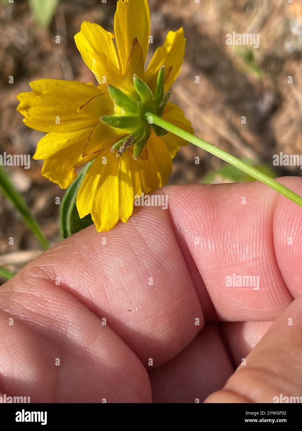 Lance-leaved Coreopsis (Coreopsis lanceolata Stock Photo - Alamy