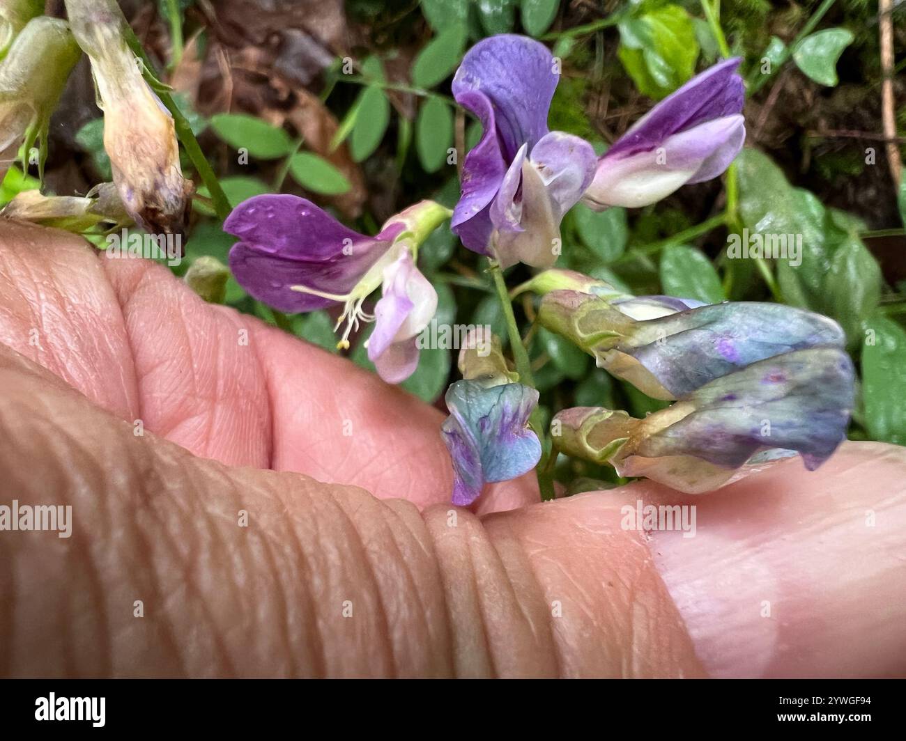 Leafy Pea (Lathyrus polyphyllus Stock Photo - Alamy