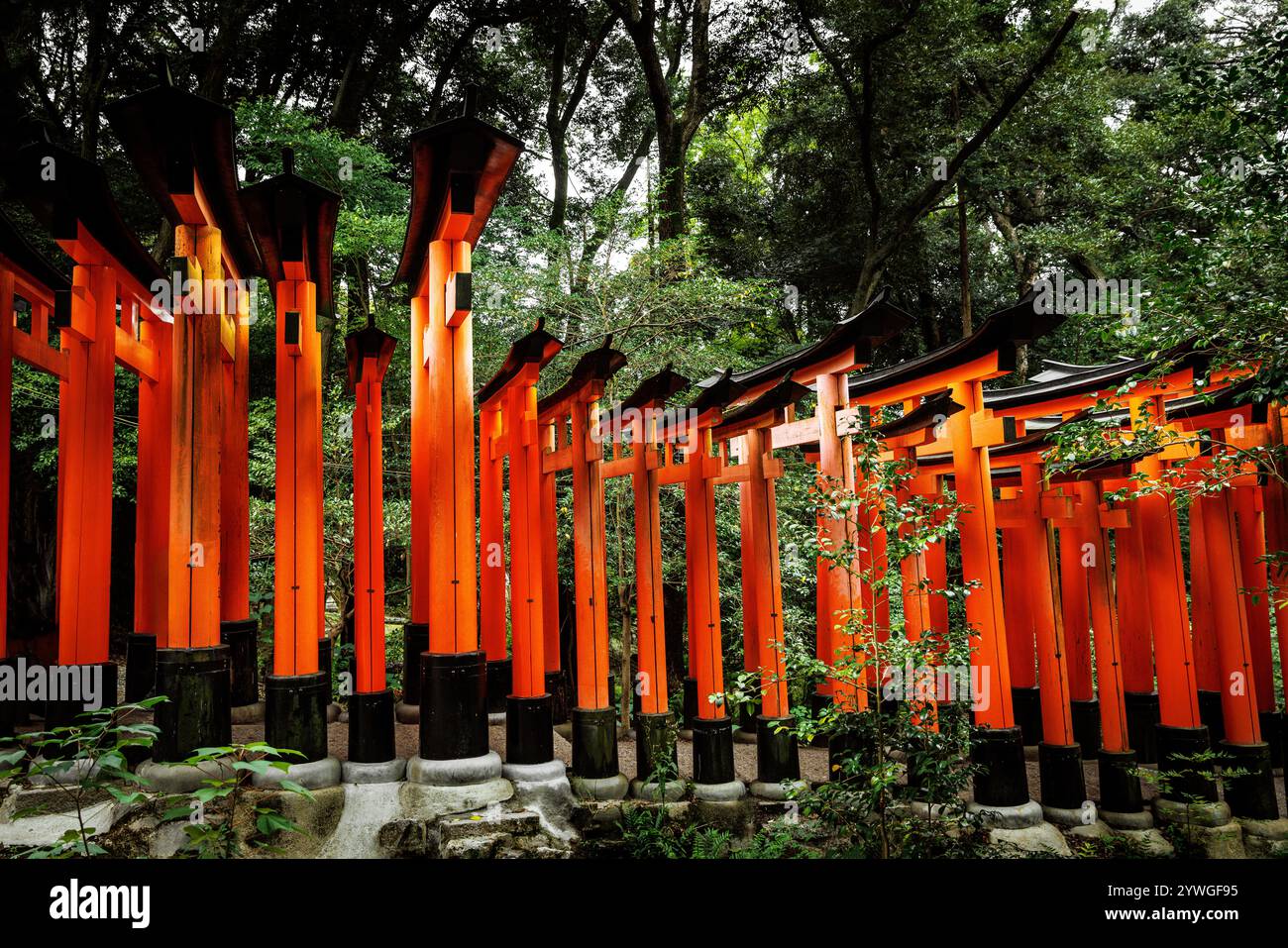 Side view of Japanese orange torii gates surrounded by lush, green ...