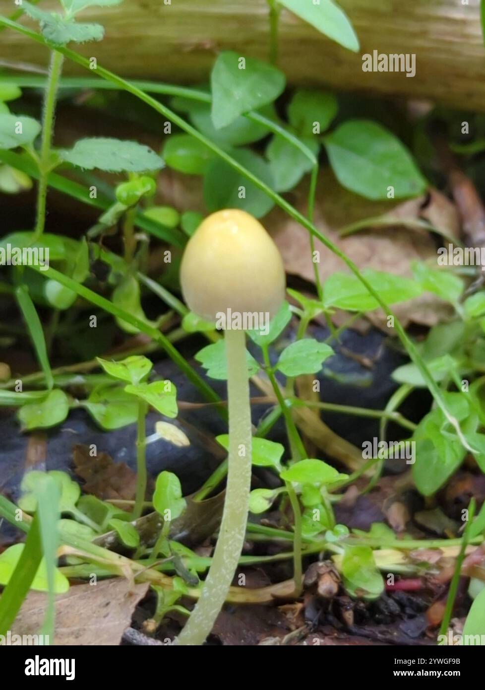 yellow fieldcap (Bolbitius titubans Stock Photo - Alamy