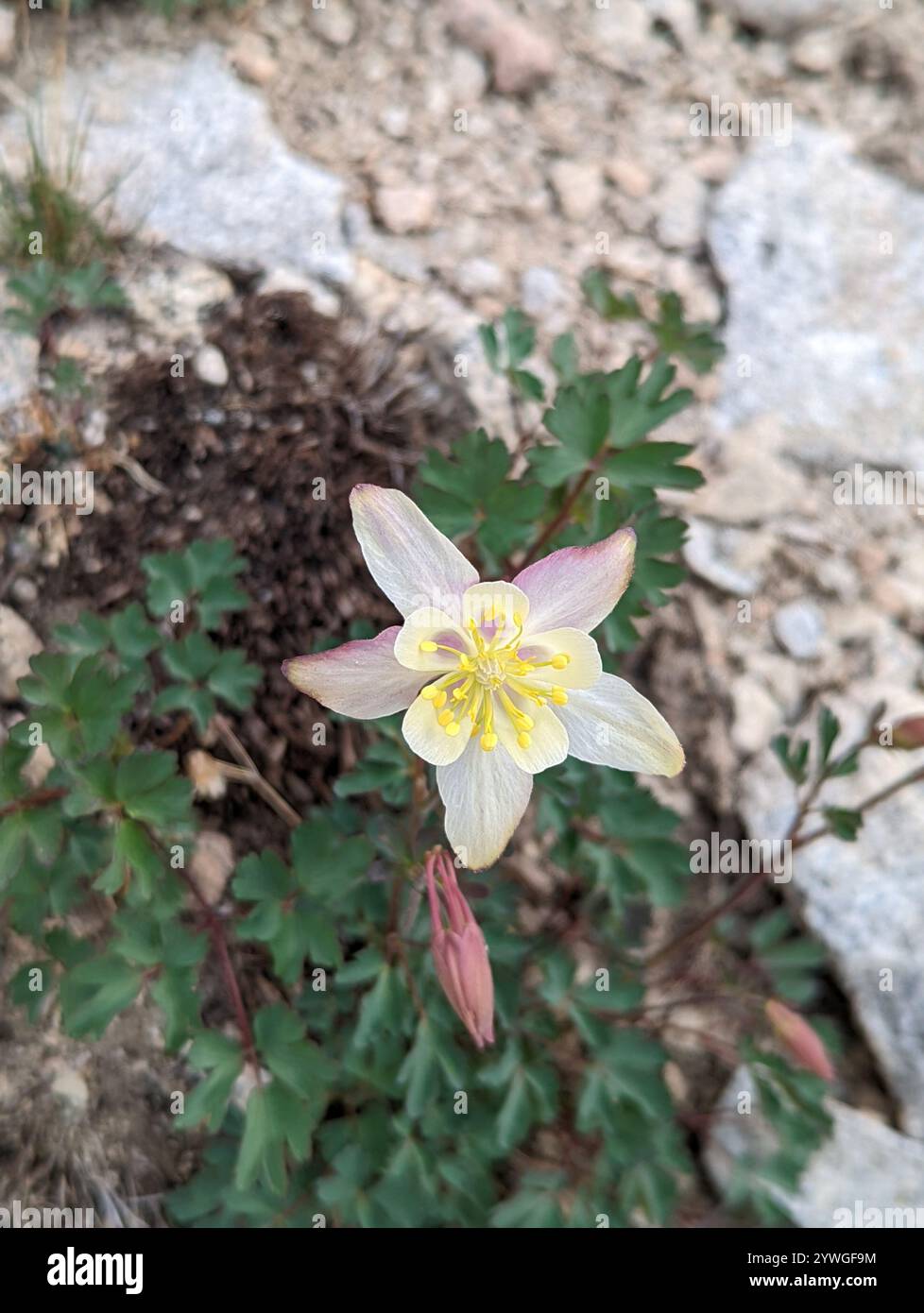 Sierra columbine hi-res stock photography and images - Alamy