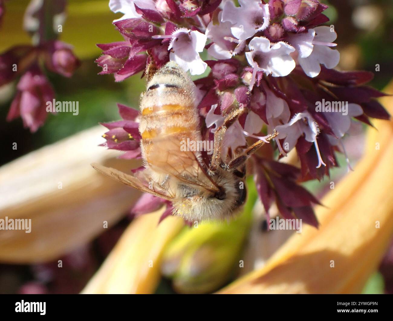 Western Honey Bee (Apis mellifera Stock Photo - Alamy