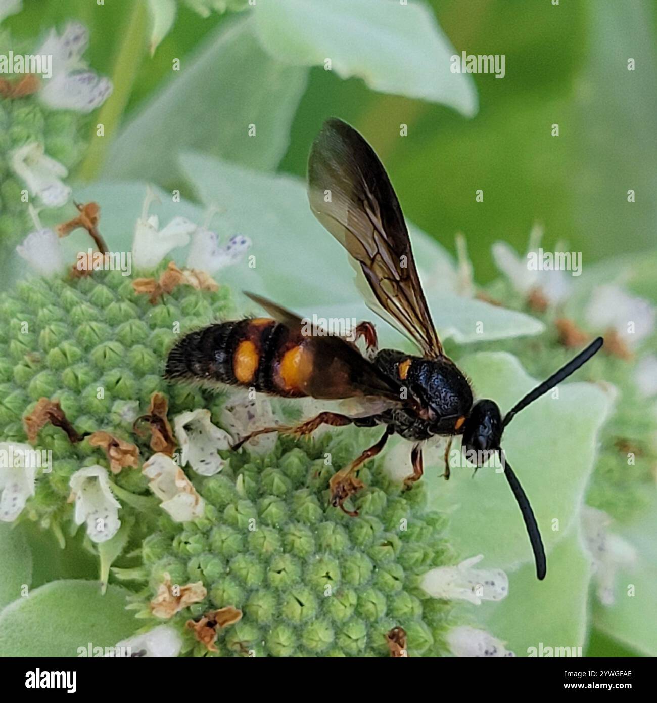 Noble Scoliid Wasp (Scolia nobilitata Stock Photo - Alamy