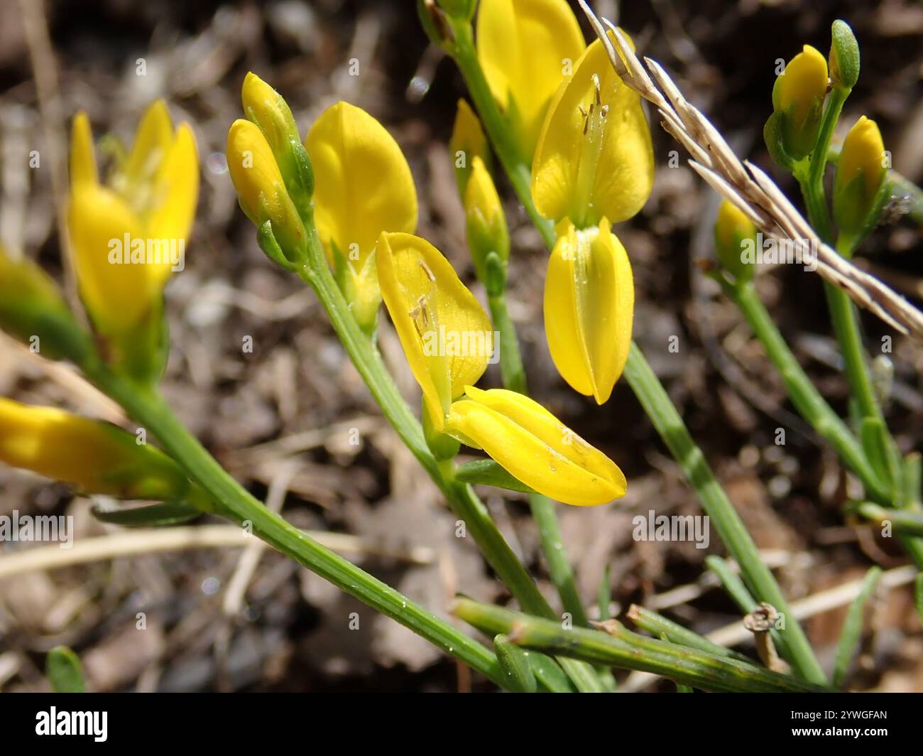 Dyer's Greenweed (Genista tinctoria Stock Photo - Alamy