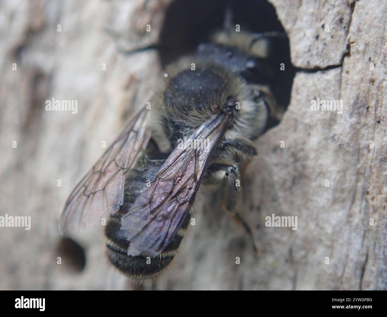 Honey Bees, Bumble Bees, and Allies (Apidae Stock Photo - Alamy