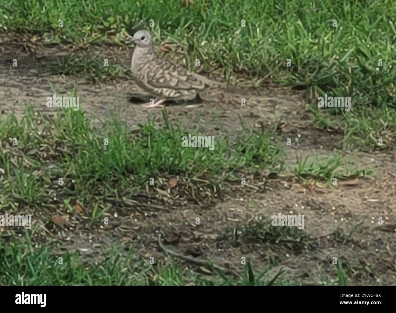Inca Dove (Columbina inca Stock Photo - Alamy