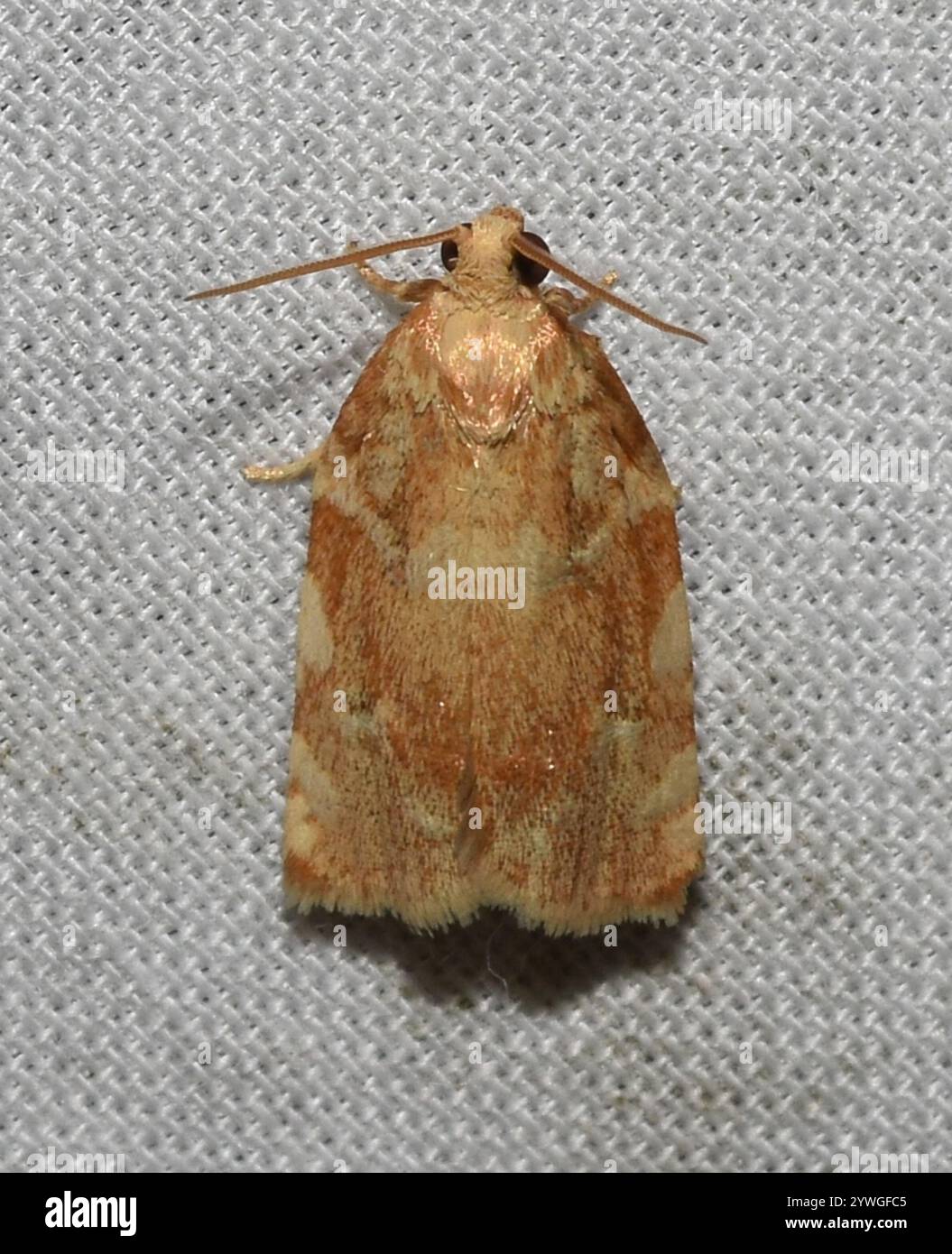 Oak Leafroller Moth (Archips semiferanus Stock Photo - Alamy