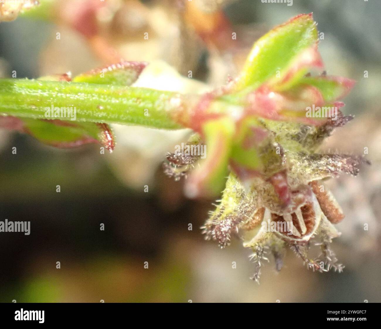 variable stinkweed (Opercularia varia Stock Photo - Alamy