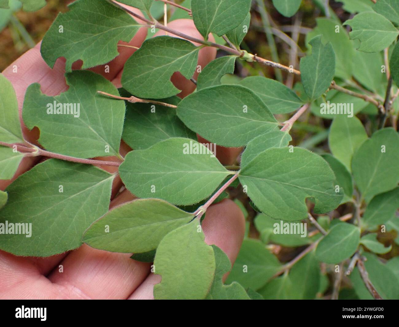Common Snowberry (Symphoricarpos albus Stock Photo - Alamy