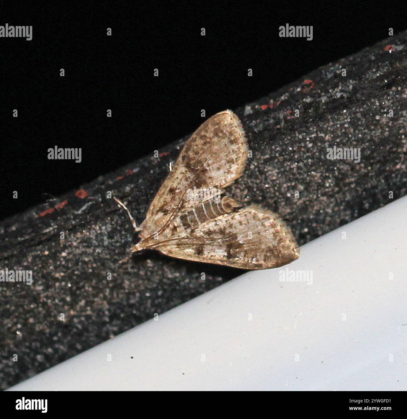 Splendid Palpita Moth (Palpita magniferalis Stock Photo - Alamy