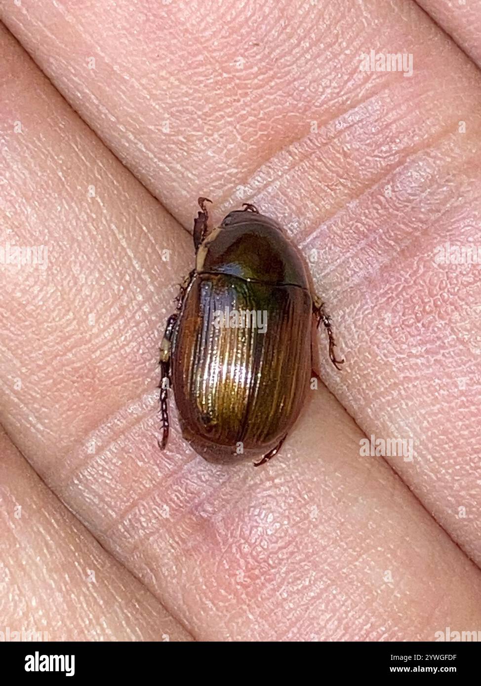 Margined Shining Leaf Chafer (Callistethus marginatus Stock Photo - Alamy