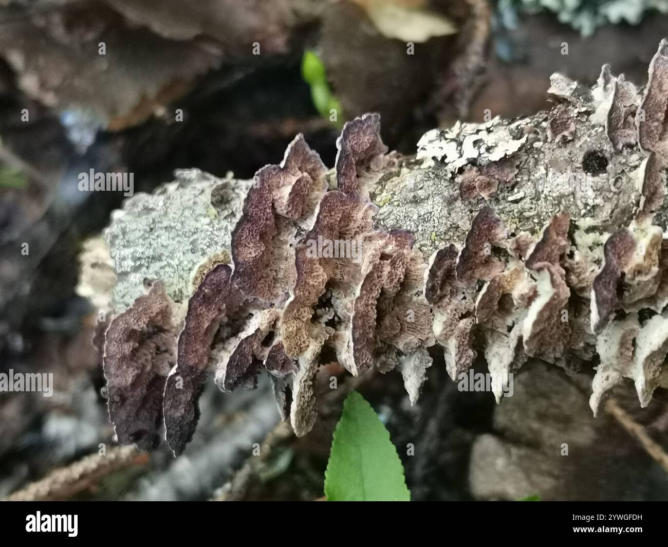 Purplepore Bracket (Trichaptum abietinum Stock Photo - Alamy