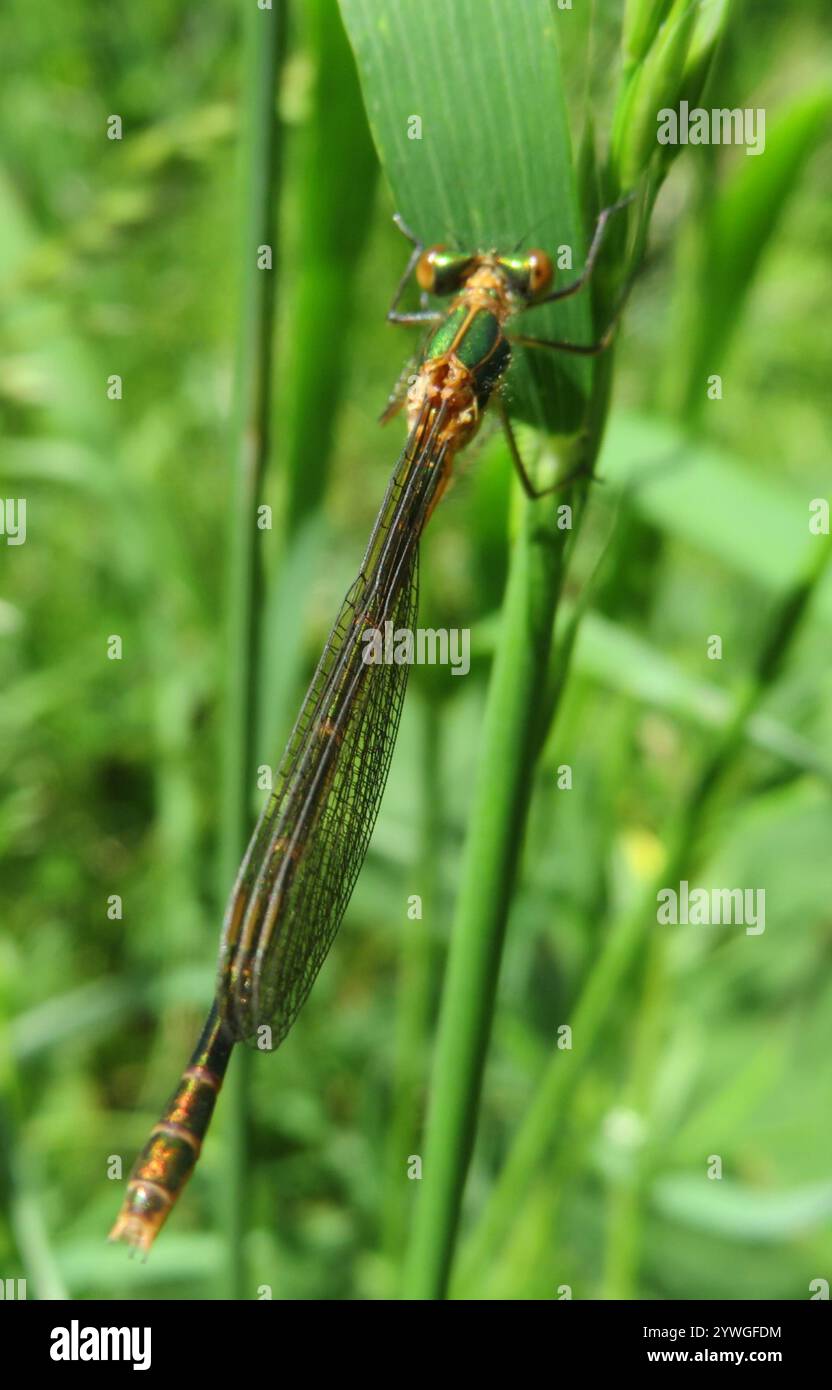 Common Spreadwing (Lestes sponsa Stock Photo - Alamy