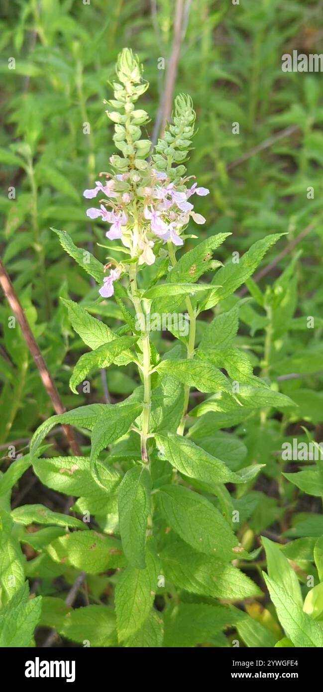 American germander (Teucrium canadense Stock Photo - Alamy