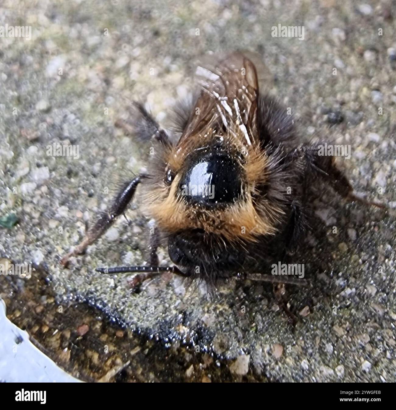 Tree Bumble Bee (Bombus hypnorum Stock Photo - Alamy