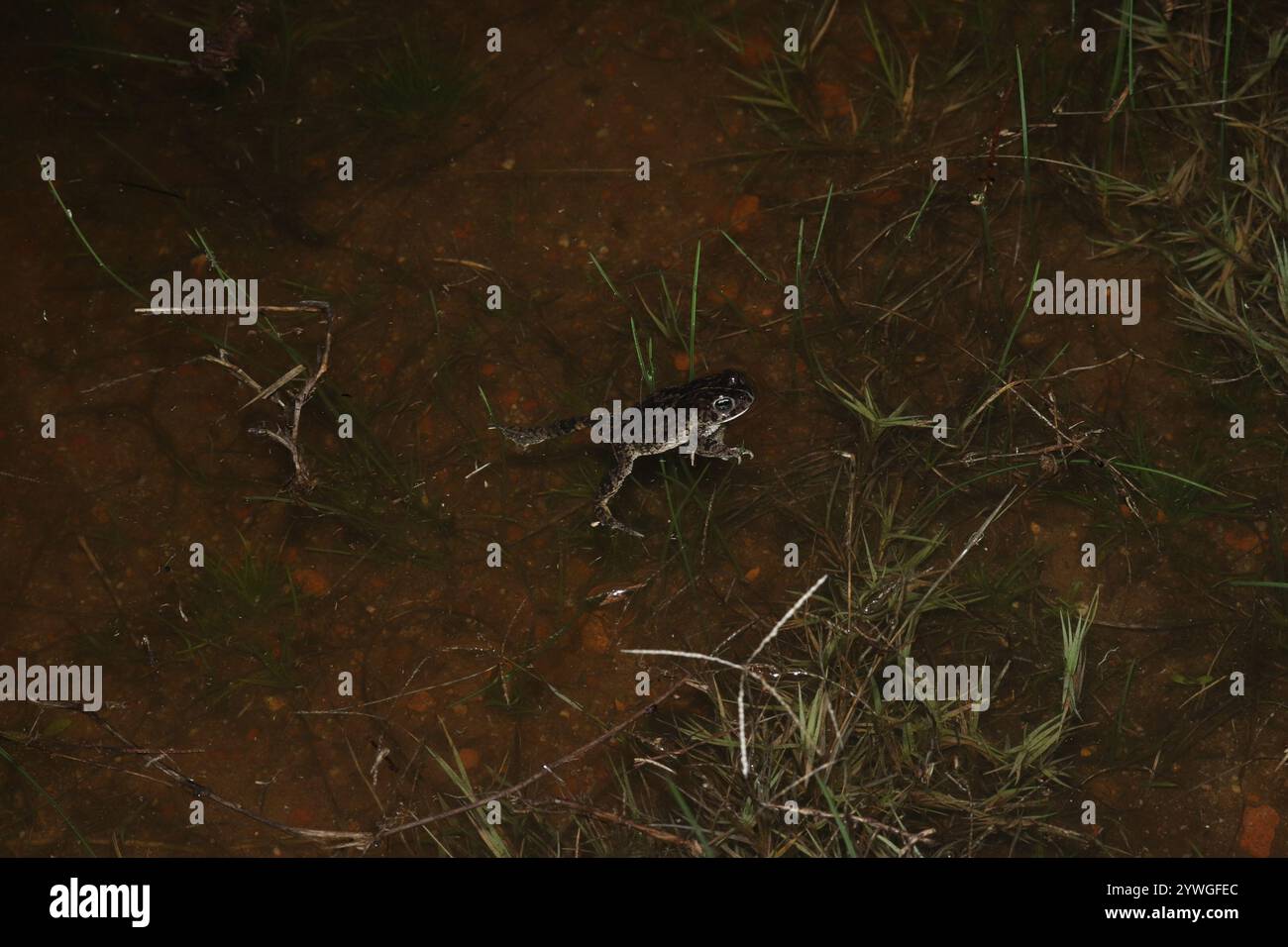 Sand Toad (Vandijkophrynus angusticeps Stock Photo - Alamy