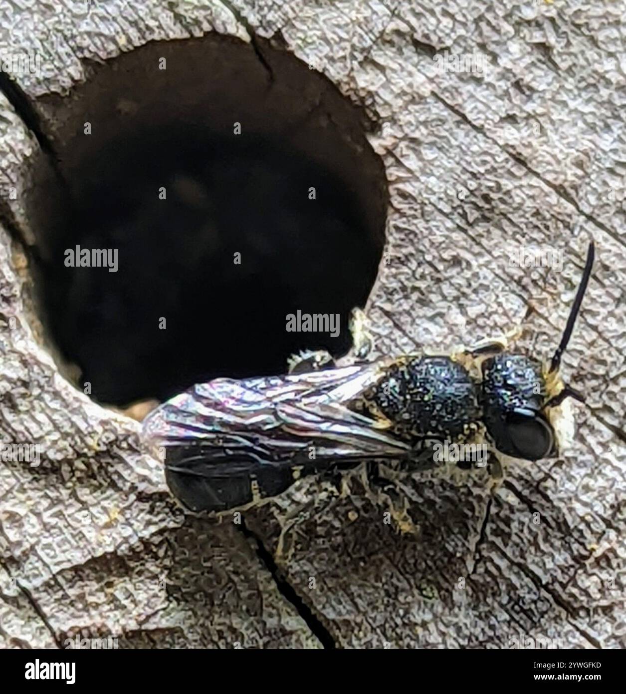 Large-headed Armoured-Resin bee (Heriades truncorum Stock Photo - Alamy