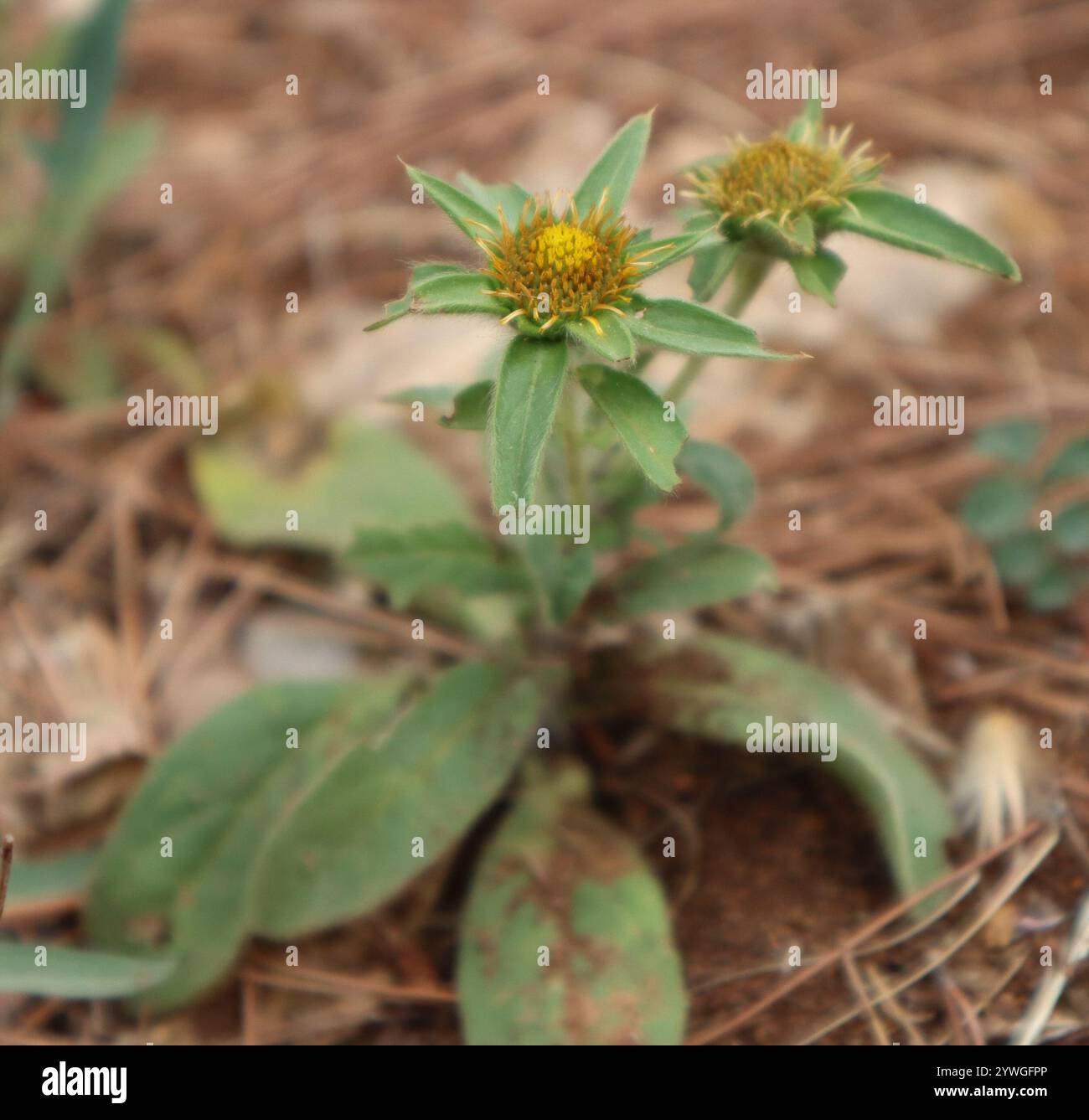 Spiny Starwort (Pallenis spinosa Stock Photo - Alamy