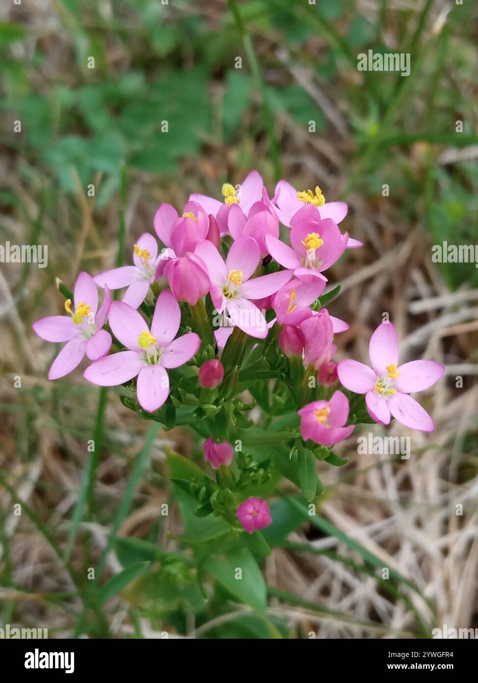 Common centaury (Centaurium erythraea Stock Photo - Alamy