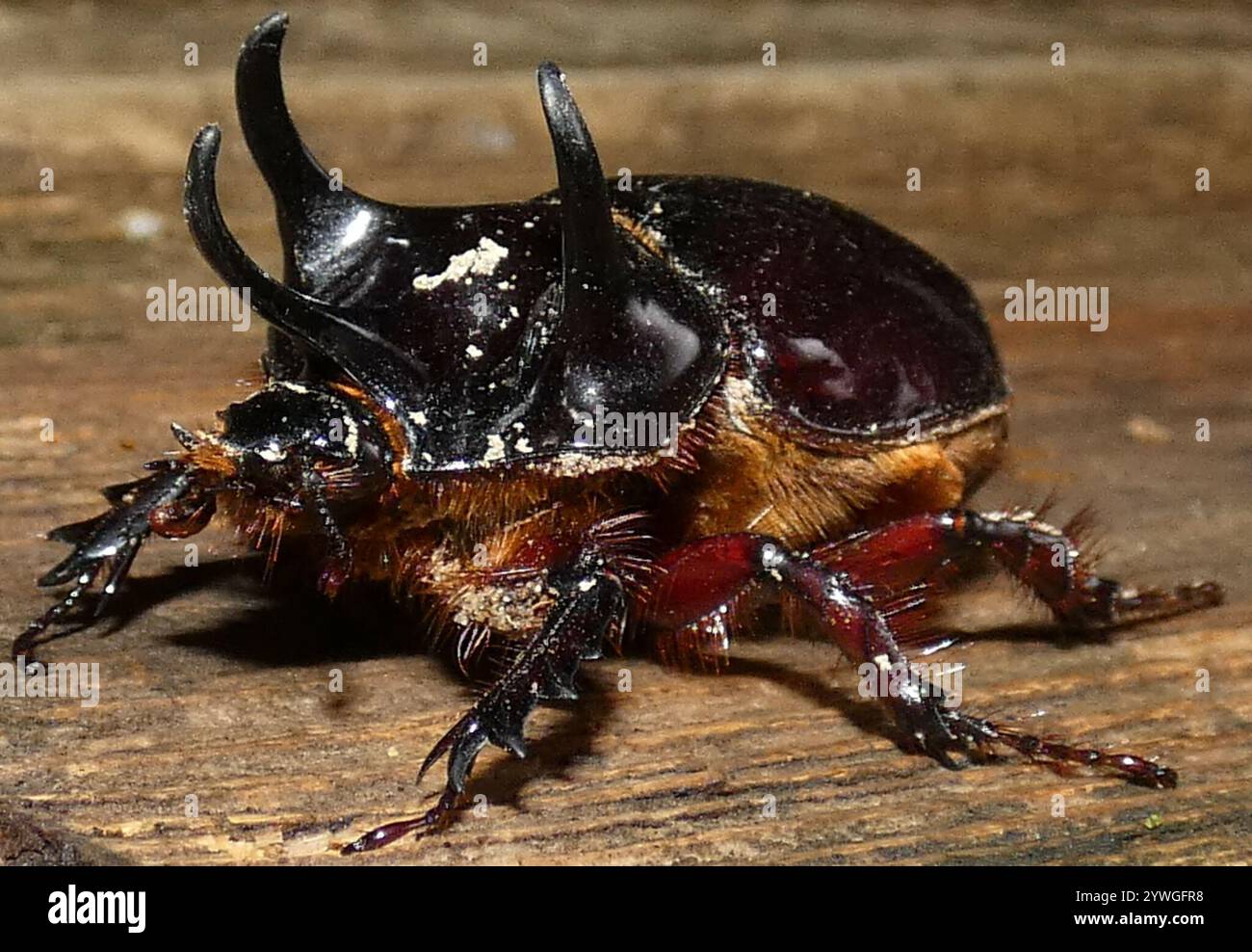 Smooth Ox Beetle (Strategus antaeus Stock Photo - Alamy