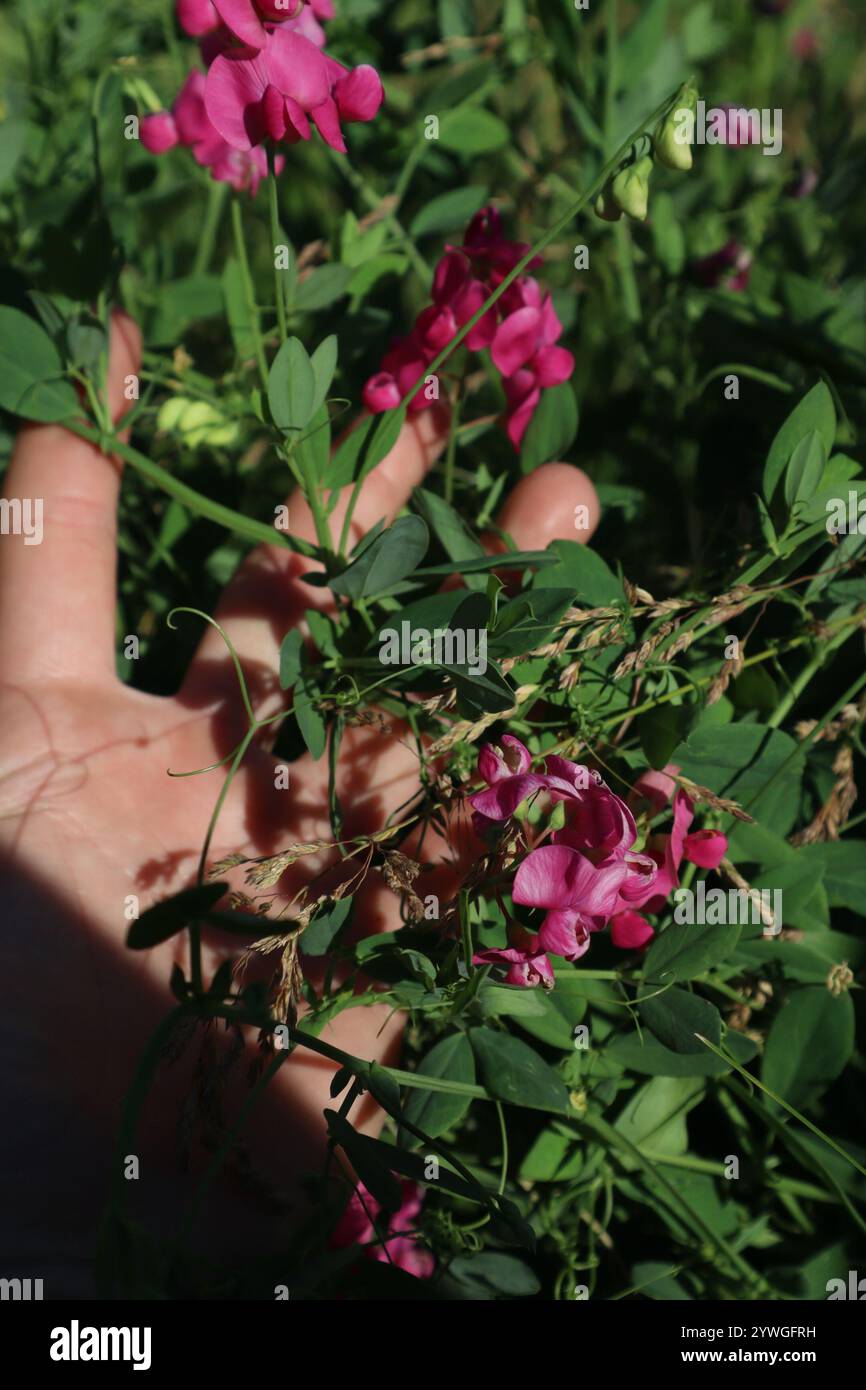tuberous pea (Lathyrus tuberosus Stock Photo - Alamy