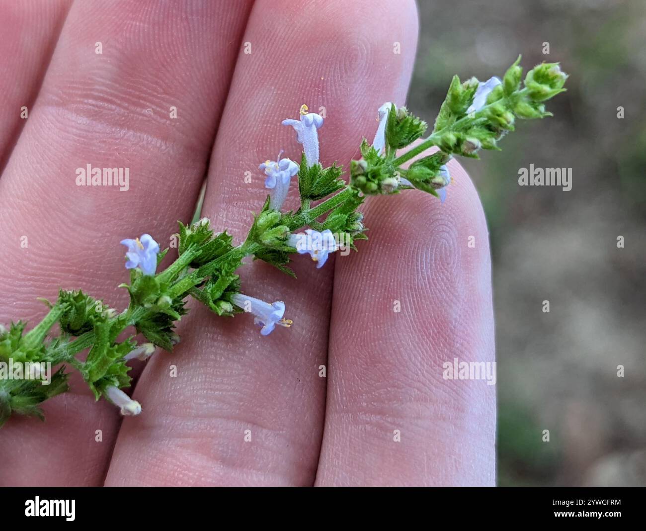 Tropical Bushmint (Hyptis mutabilis Stock Photo - Alamy