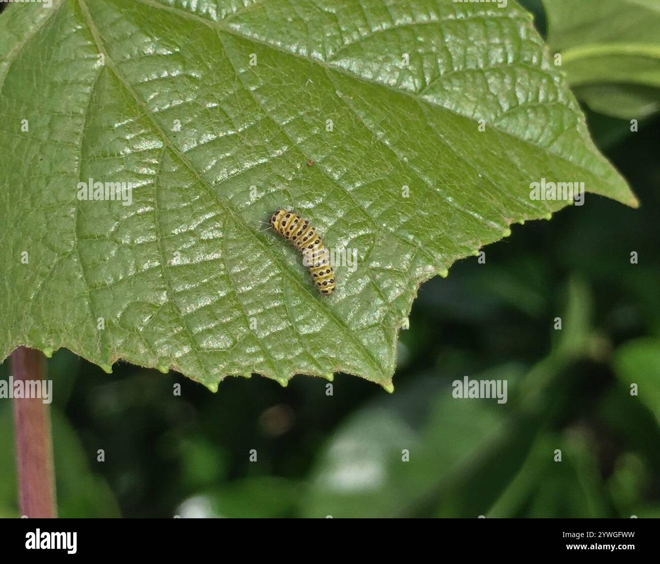 Grapeleaf Skeletonizer Moth (Harrisina americana Stock Photo - Alamy