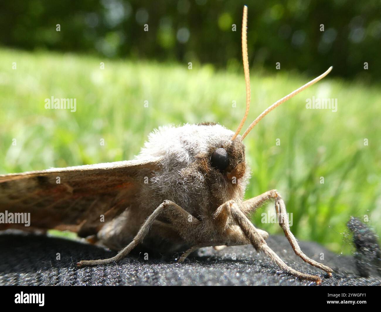 One-eyed Sphinx (Smerinthus cerisyi Stock Photo - Alamy