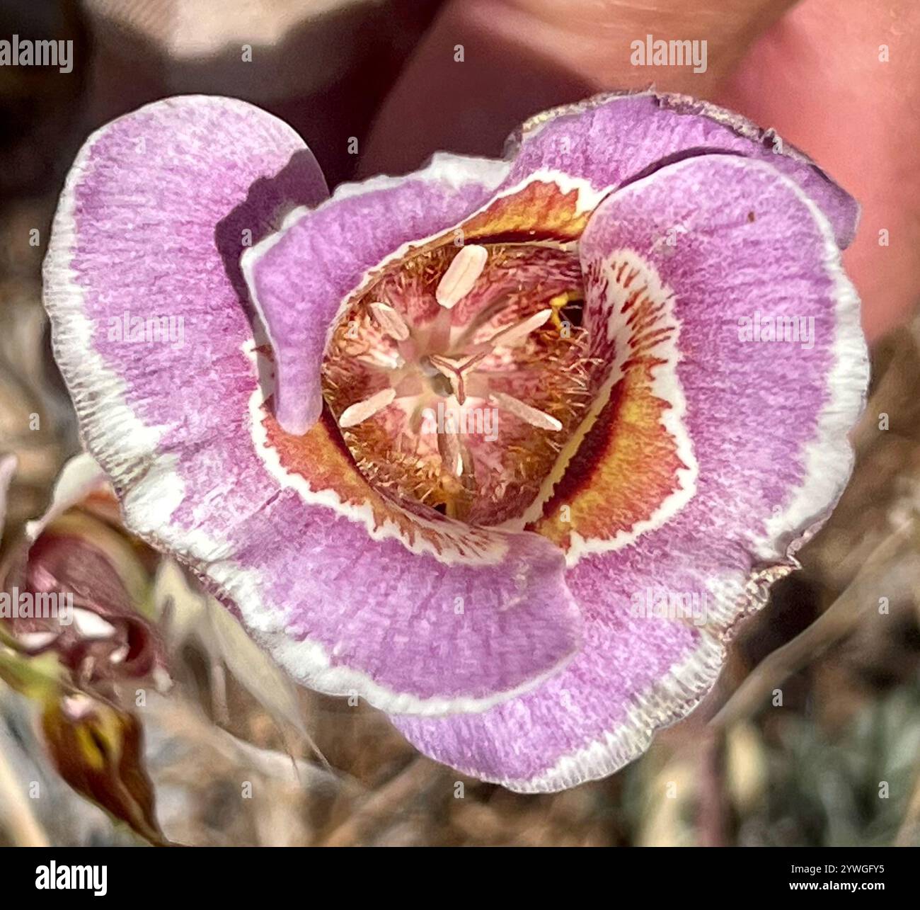 clay mariposa lily (Calochortus argillosus Stock Photo - Alamy