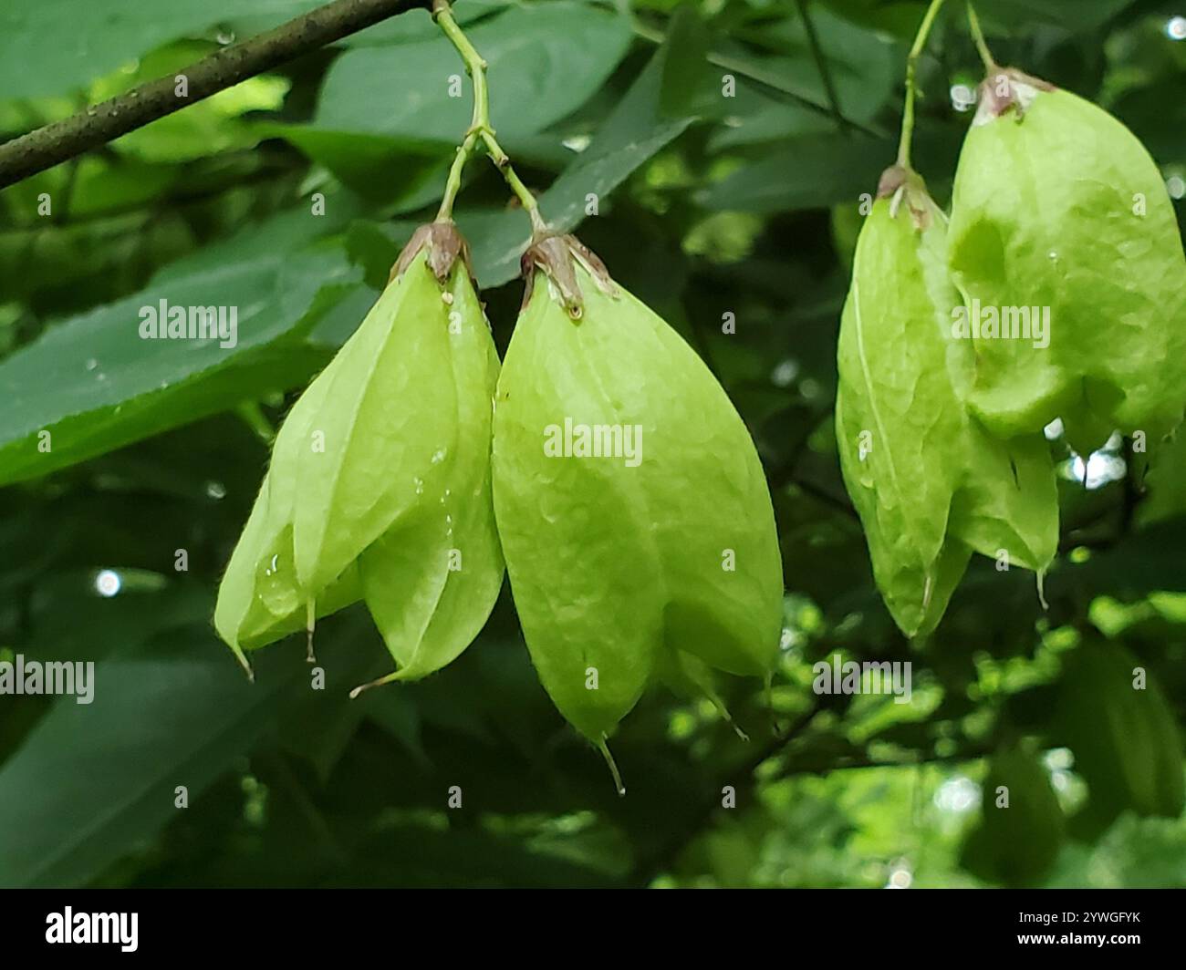 American bladdernut (Staphylea trifolia Stock Photo - Alamy