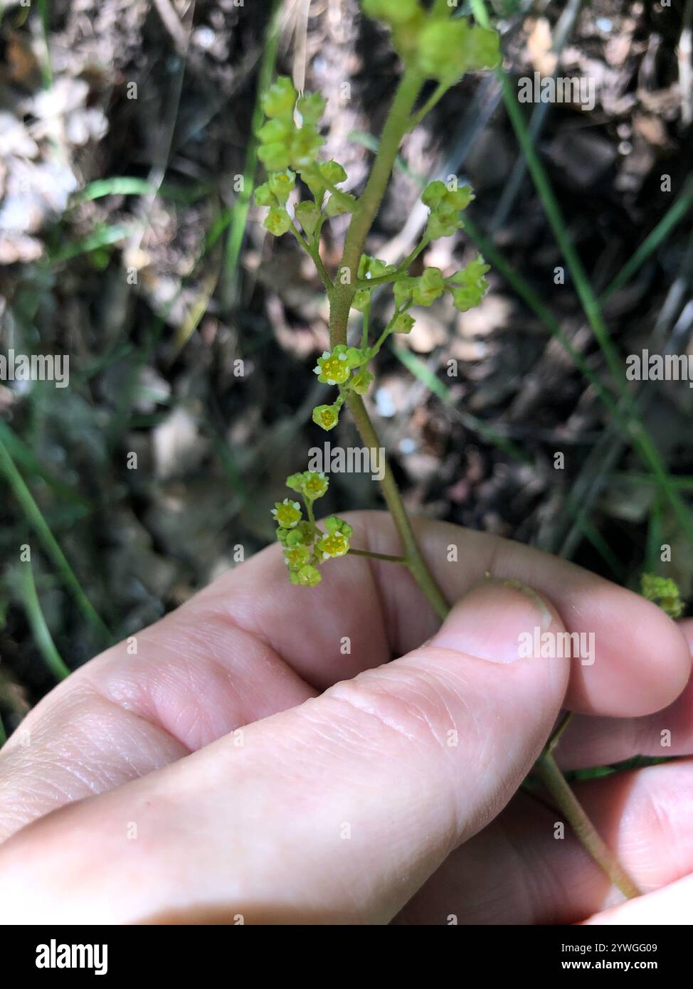 littleleaf alumroot (Heuchera parvifolia Stock Photo - Alamy