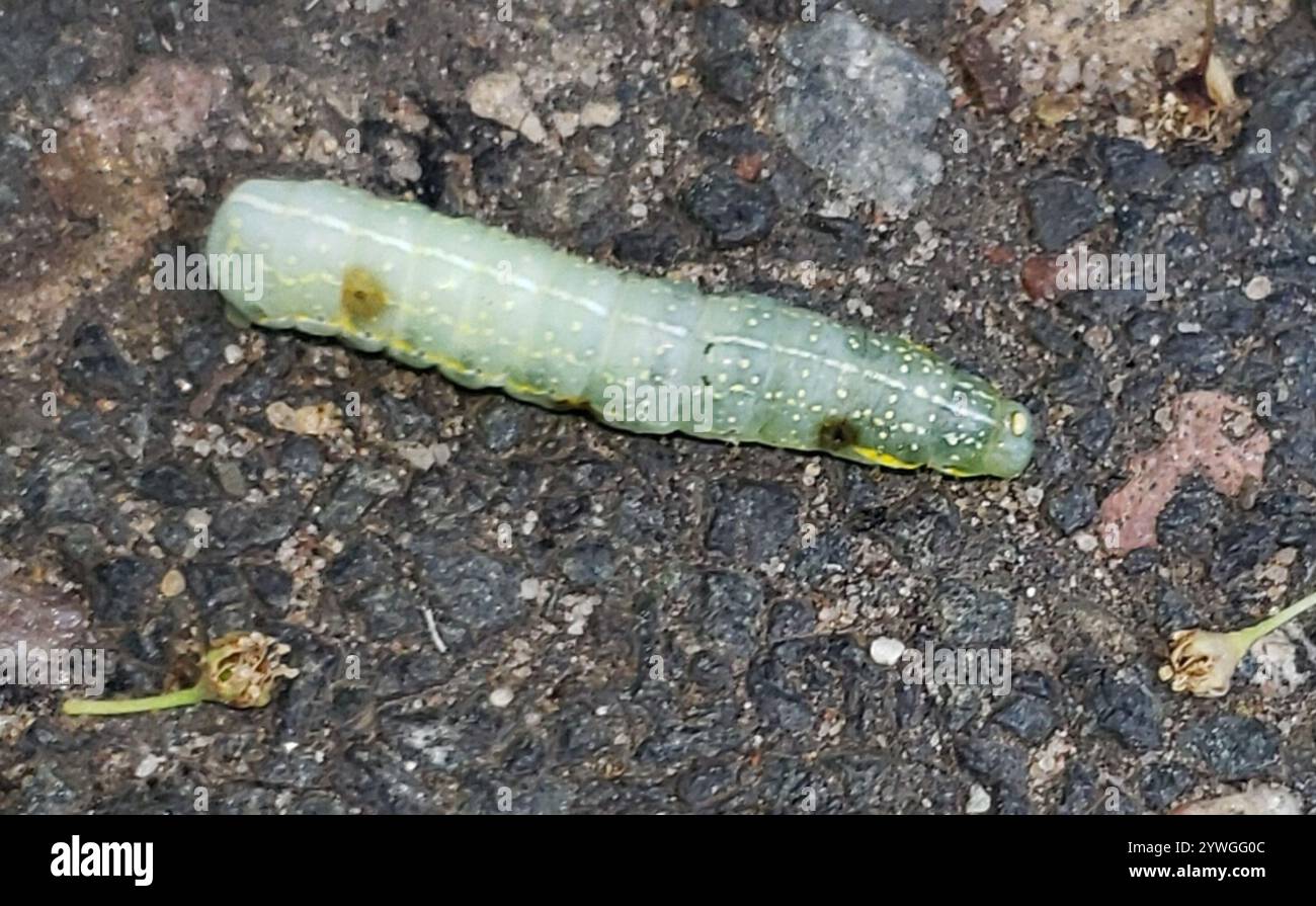 American Copper Underwing (Amphipyra pyramidoides Stock Photo - Alamy