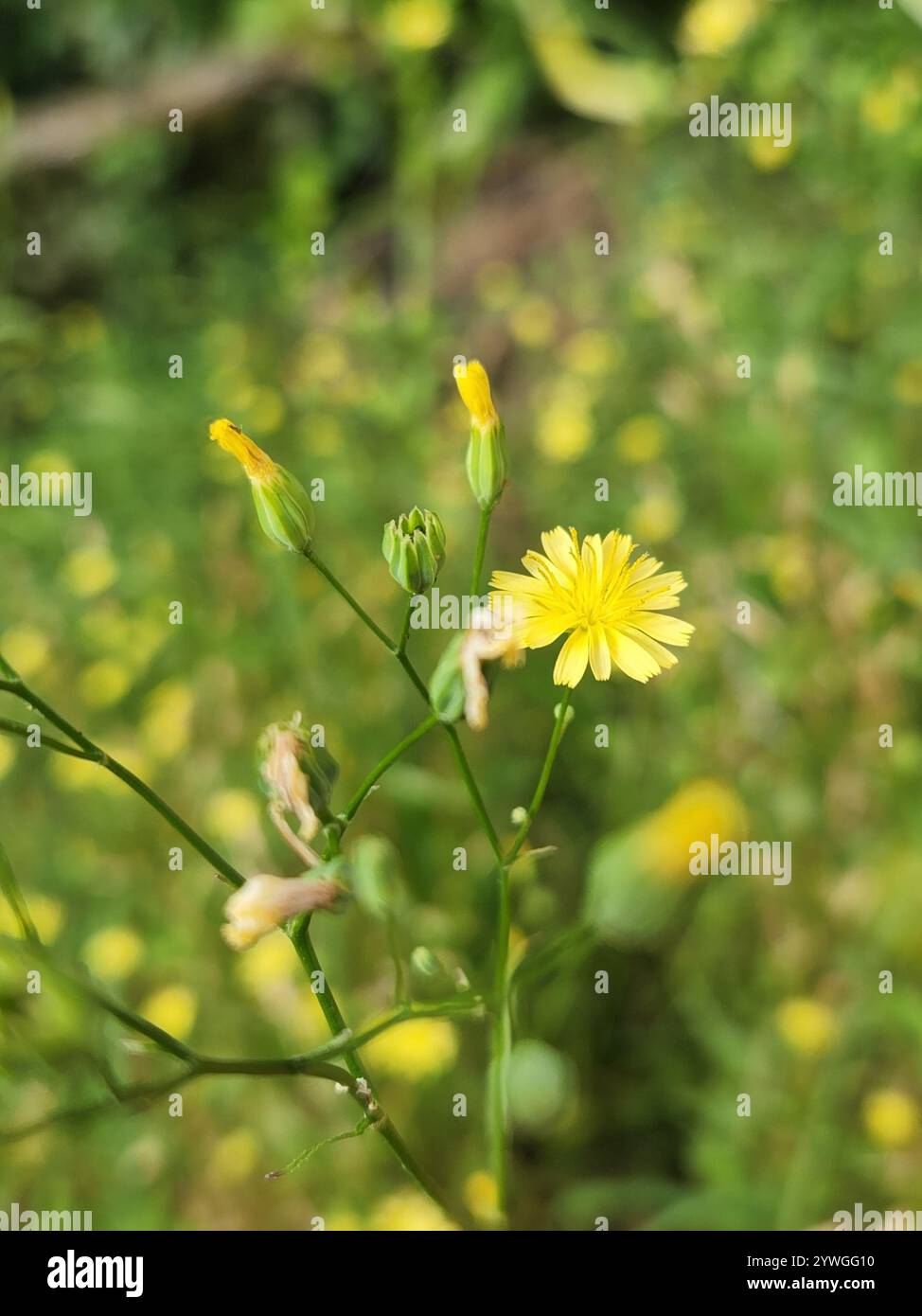 nipplewort (Lapsana communis Stock Photo - Alamy