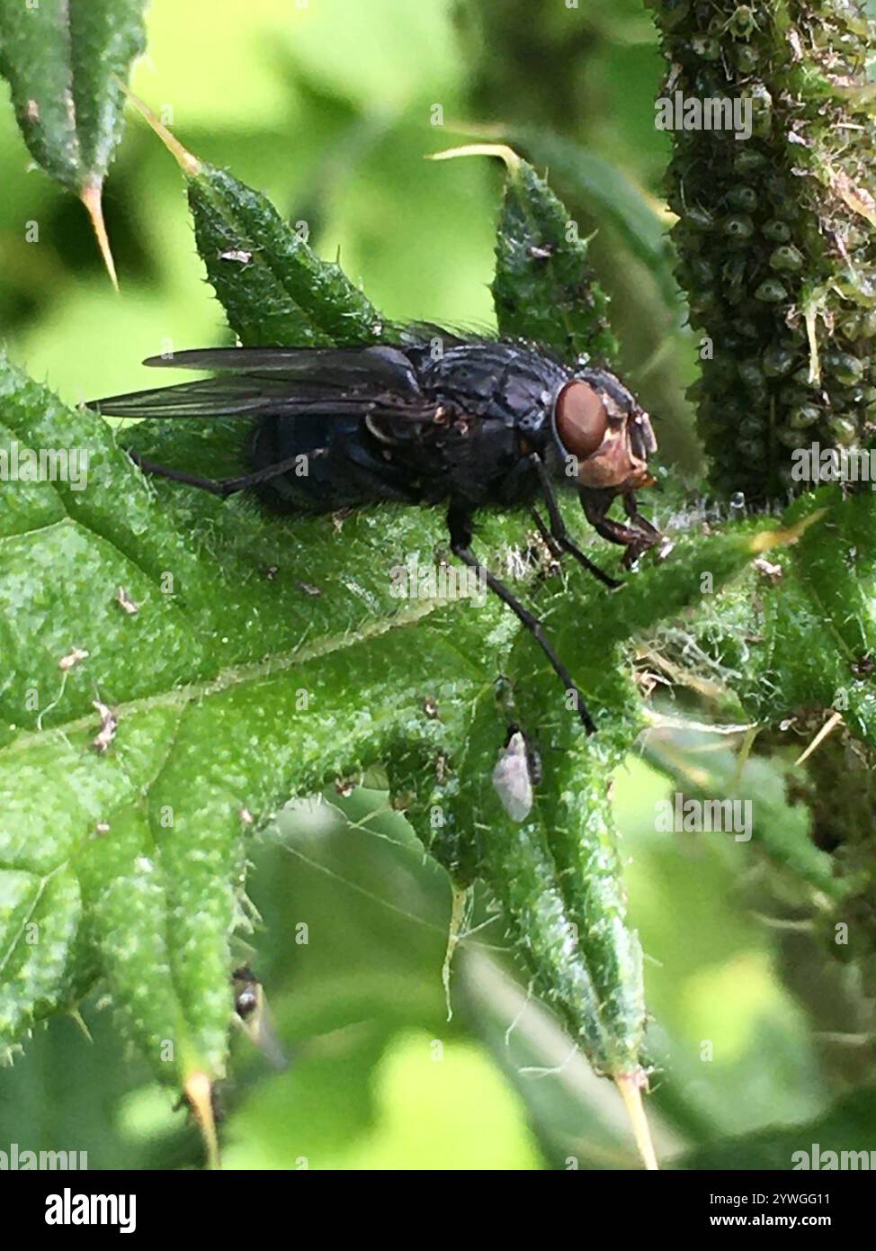 Blue Blowfly (Calliphora vicina Stock Photo - Alamy