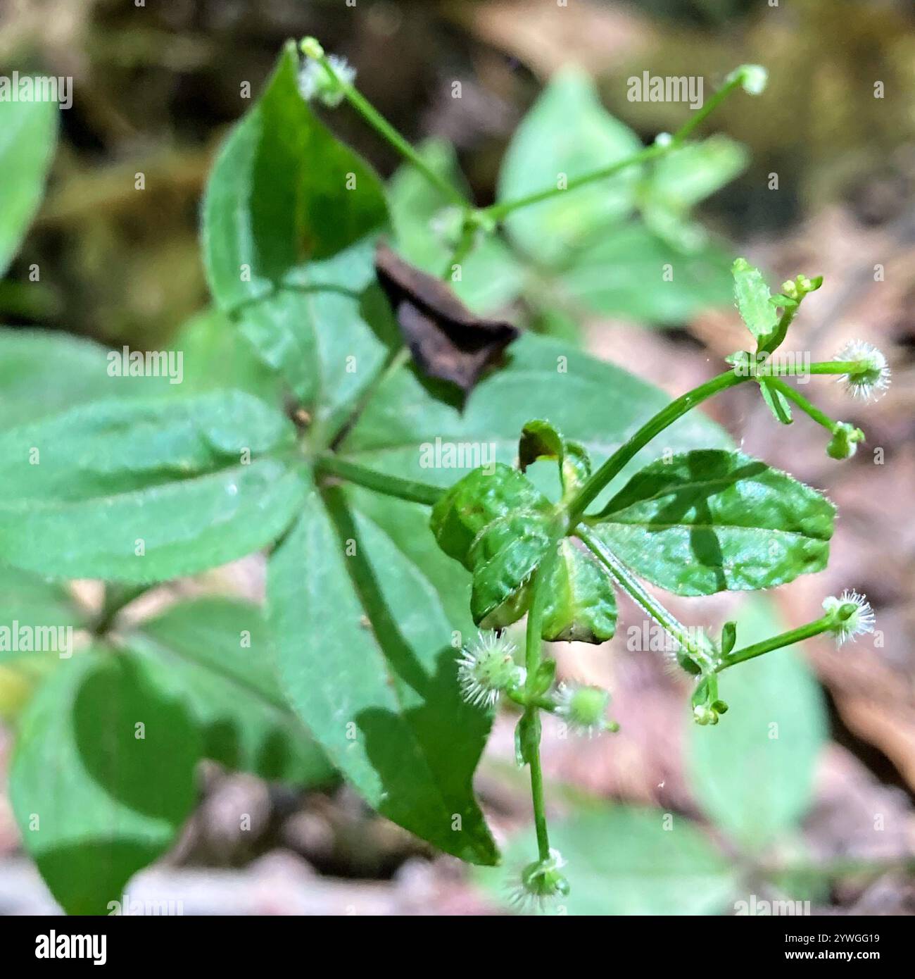 licorice bedstraw (Galium circaezans Stock Photo - Alamy