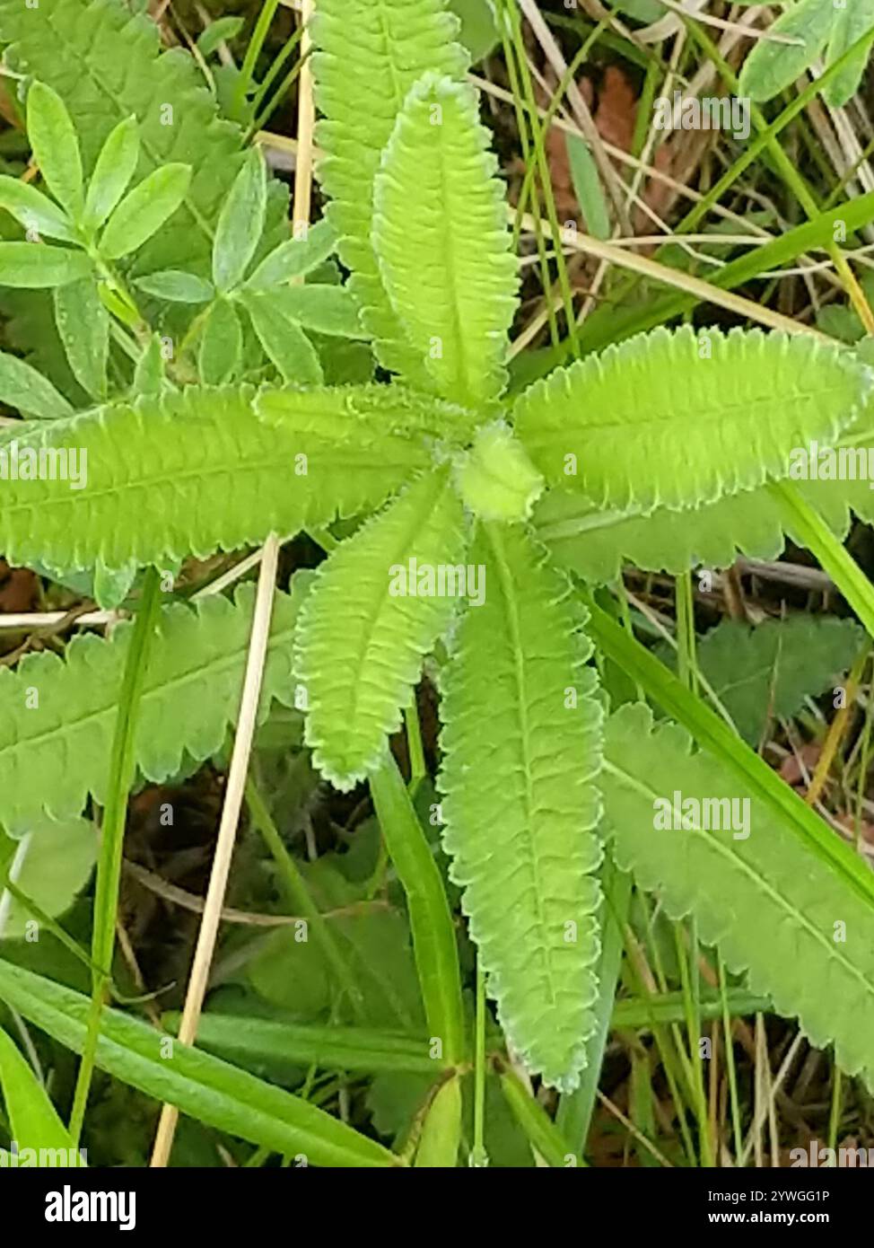 Pedicularis lanceolata hi-res stock photography and images - Alamy