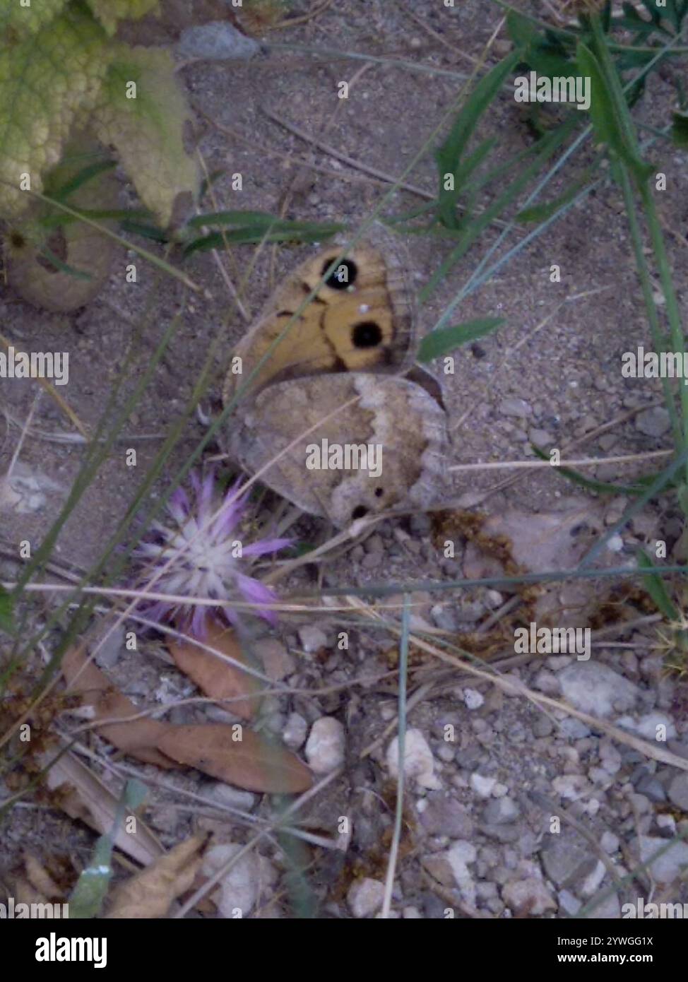 Great Sooty Satyr (Satyrus ferula Stock Photo - Alamy