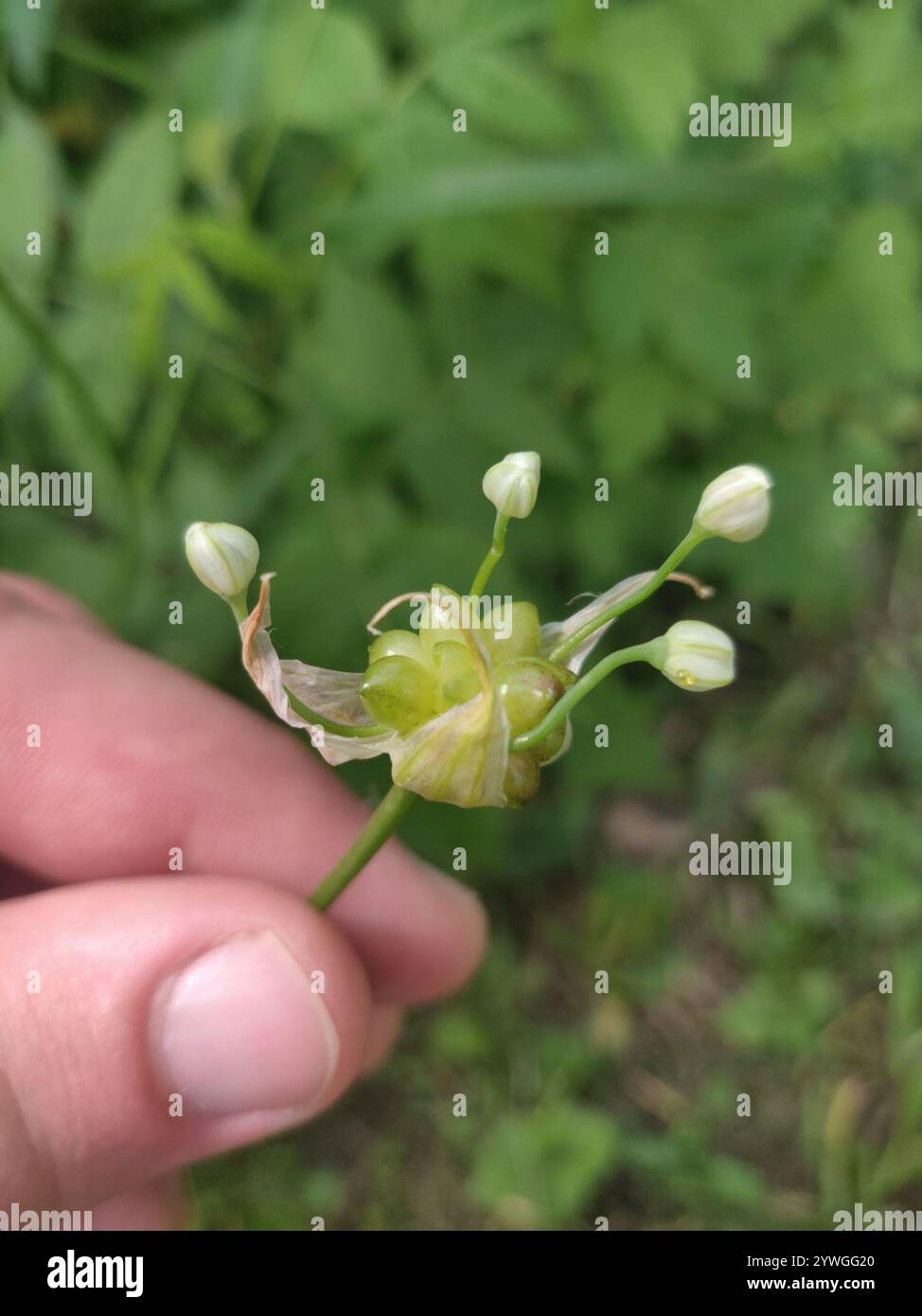 Canadian Meadow garlic (Allium canadense Stock Photo - Alamy
