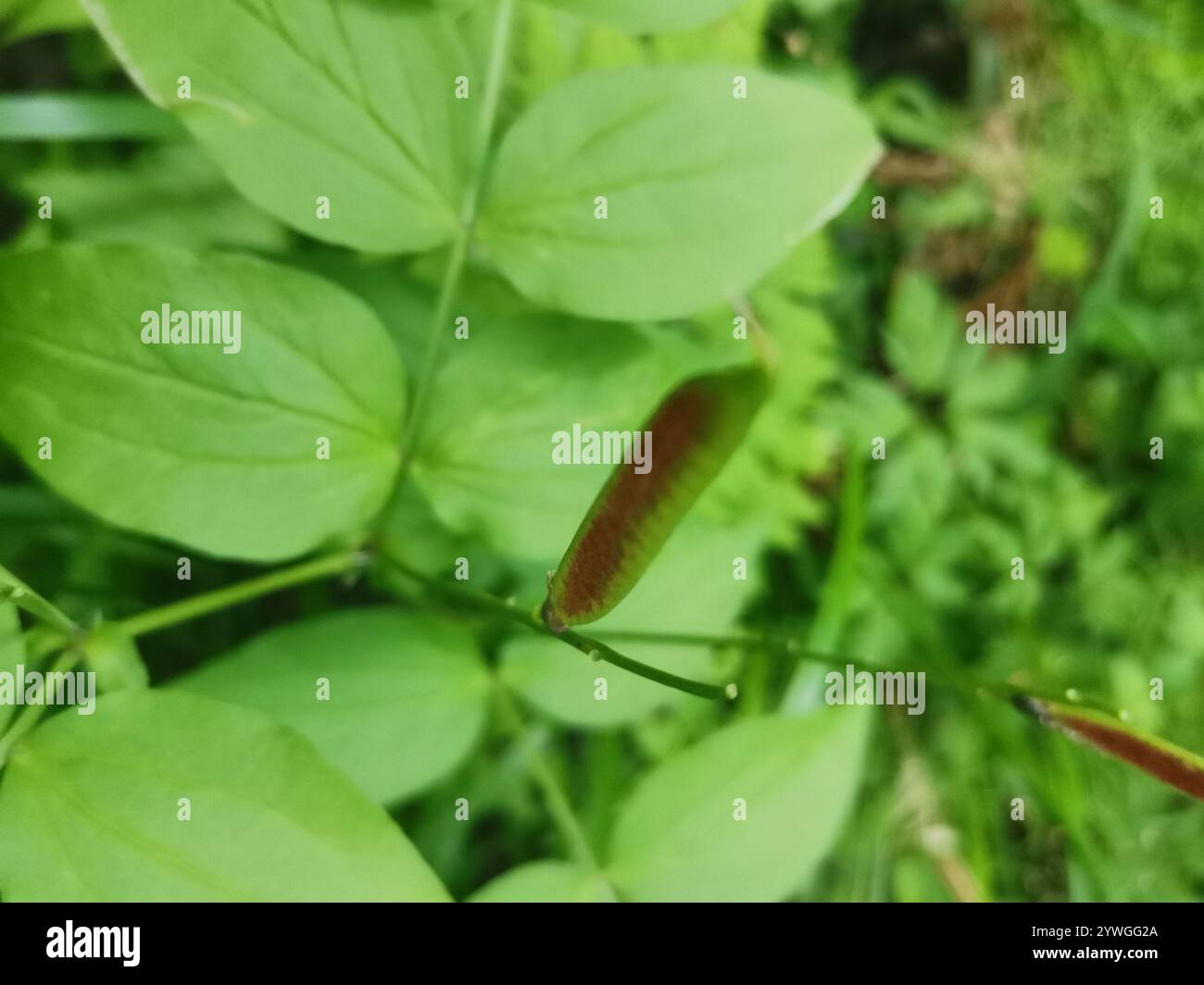spring vetch (Lathyrus vernus Stock Photo - Alamy
