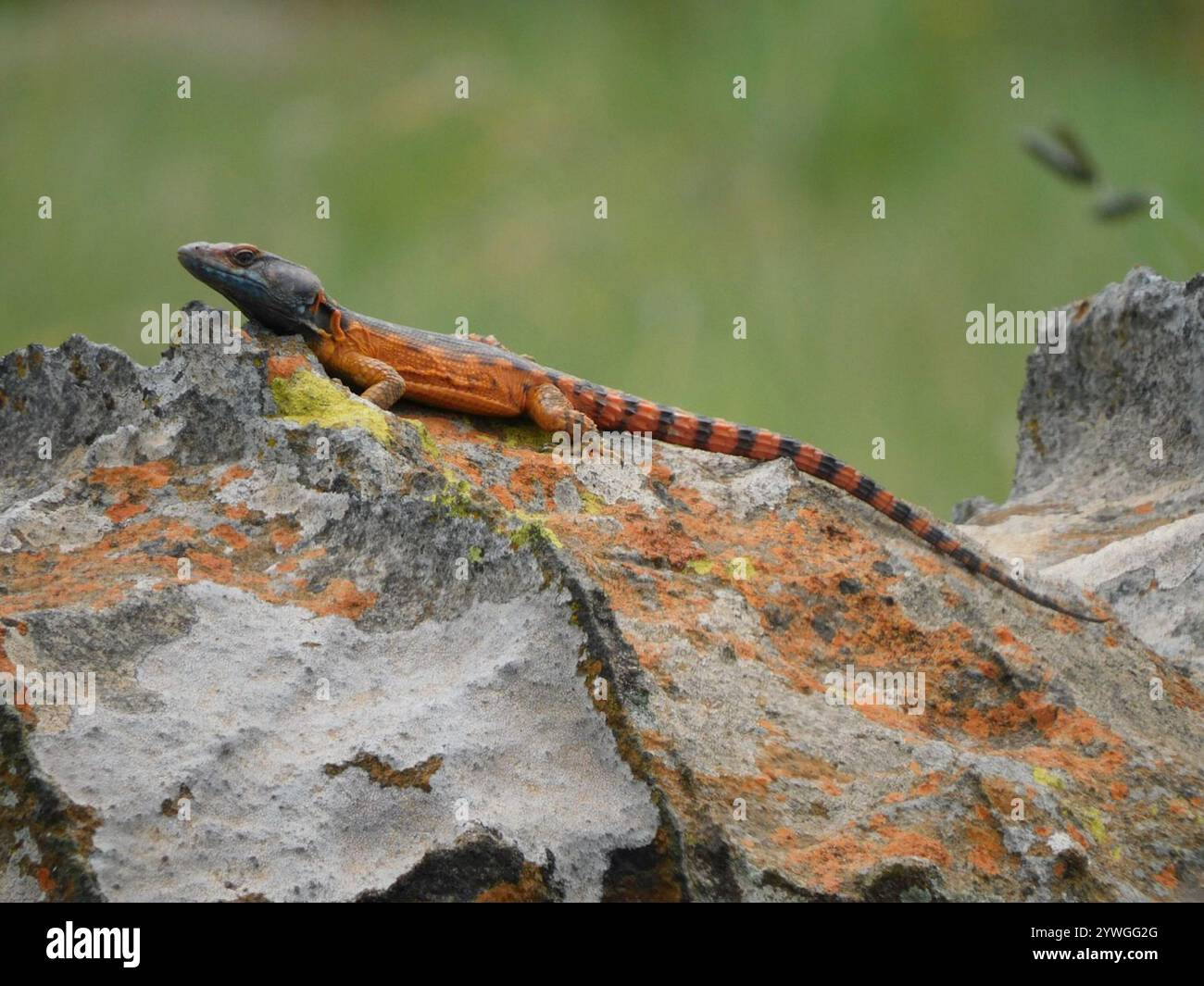 Highveld Crag Lizard (Pseudocordylus melanotus Stock Photo - Alamy