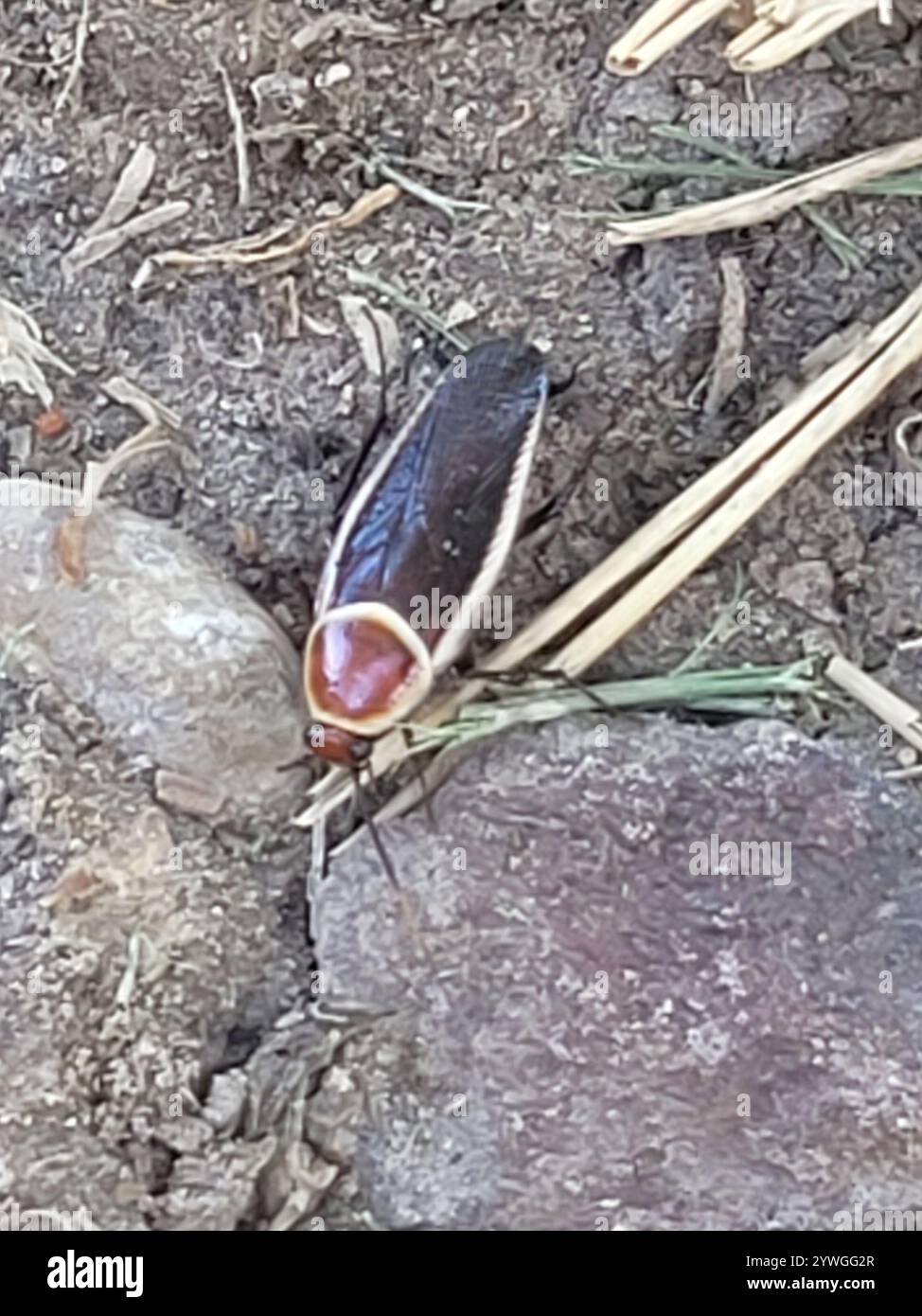 Pale-bordered Field Cockroach (Pseudomops septentrionalis Stock Photo ...