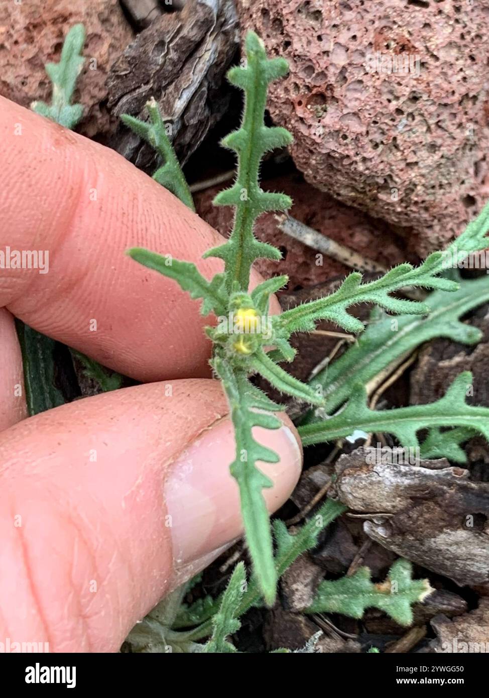 Whitestem Blazingstar (Mentzelia albicaulis Stock Photo - Alamy