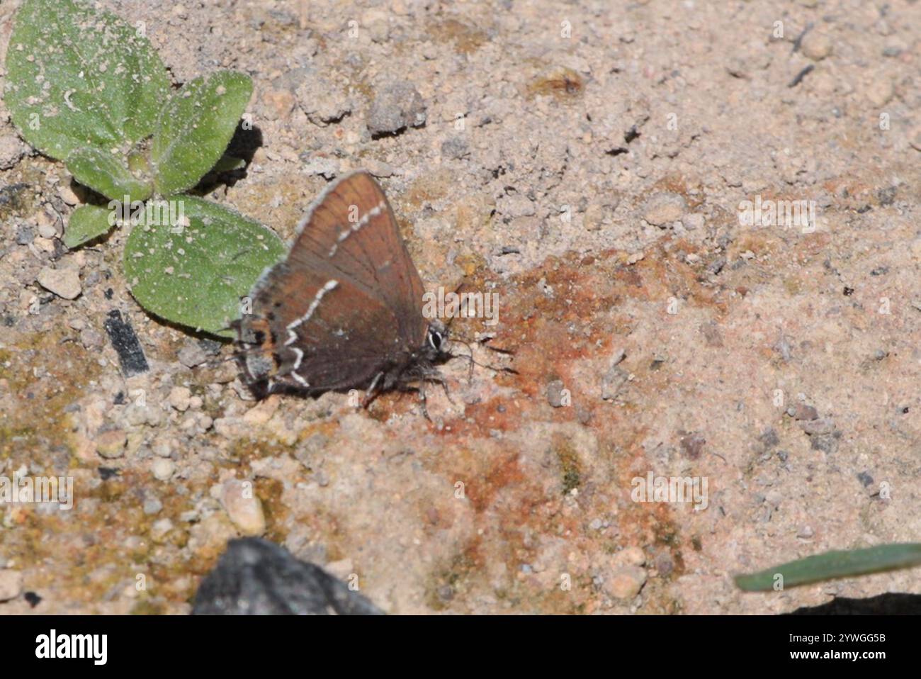 Callophrys spinetorum hi-res stock photography and images - Alamy