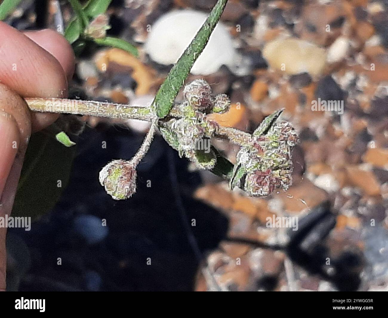 White Four o'Clock (Mirabilis albida Stock Photo - Alamy