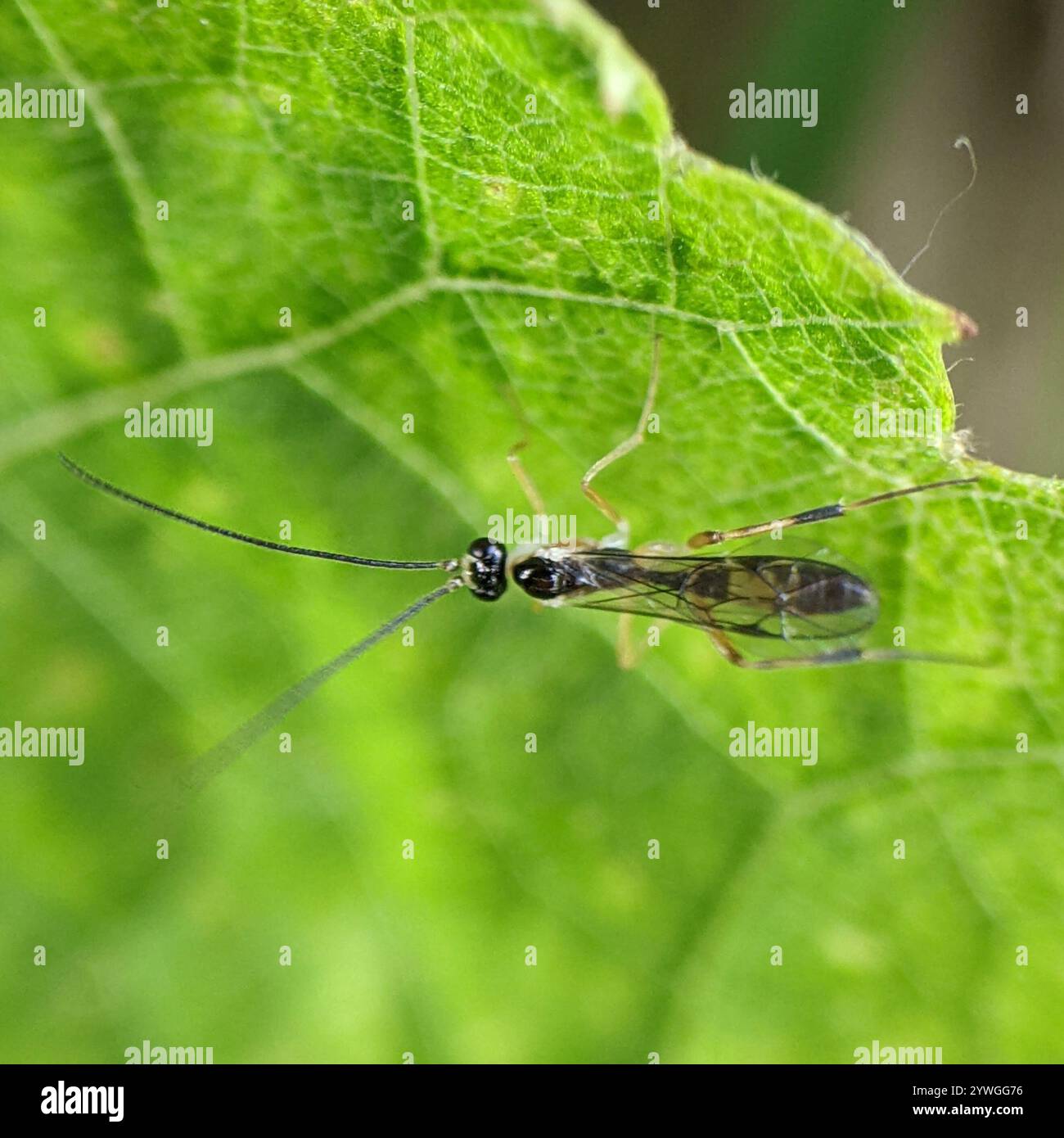 Ichneumonid Wasps (Ichneumonidae Stock Photo - Alamy