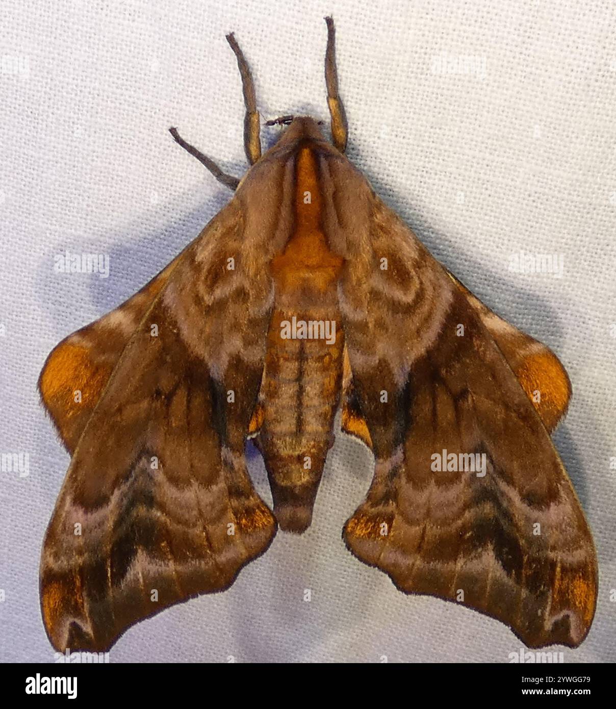 Small-eyed Sphinx (Paonias myops Stock Photo - Alamy