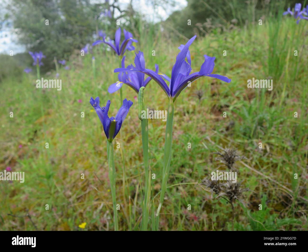 Spanish Iris (Iris xiphium Stock Photo - Alamy