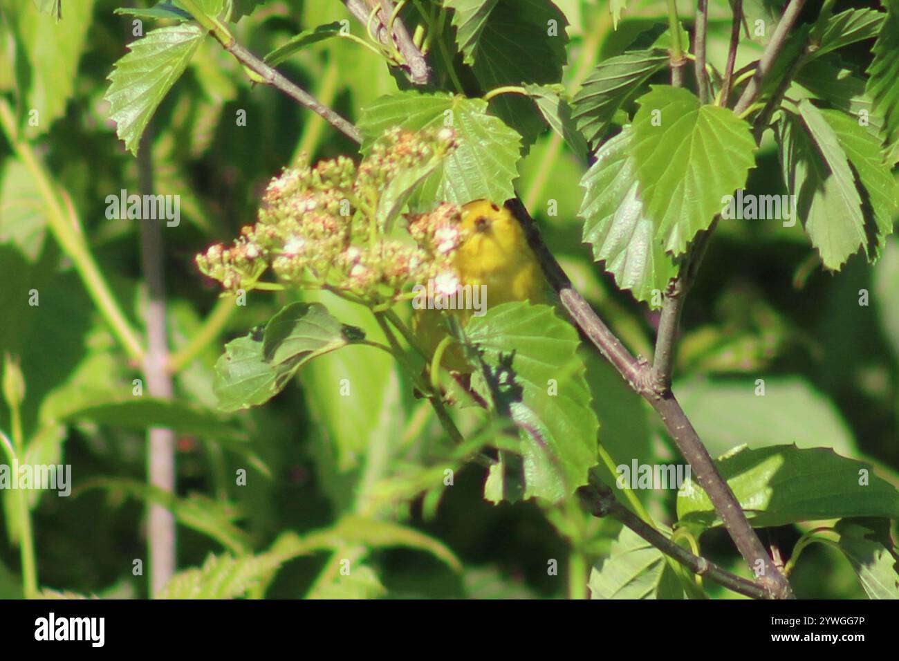 Yellow Warbler (Setophaga petechia Stock Photo - Alamy