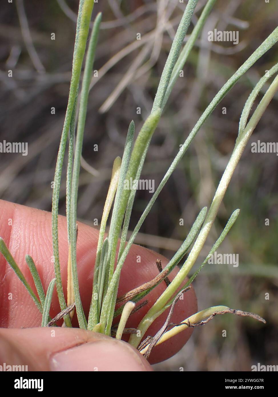Desert Yellow Fleabane (Erigeron linearis Stock Photo - Alamy